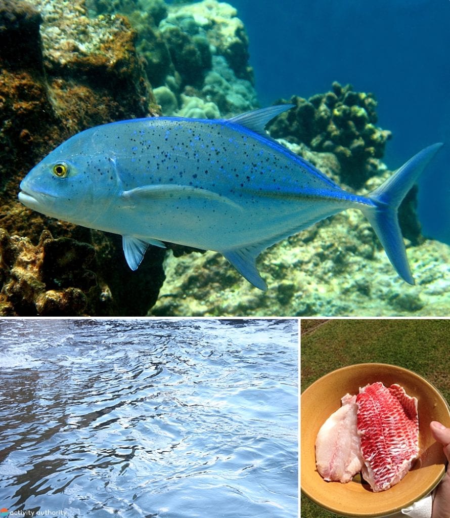 Top 5 Kona Fishing Tours - Big Island, Hawaii Fishing Tours